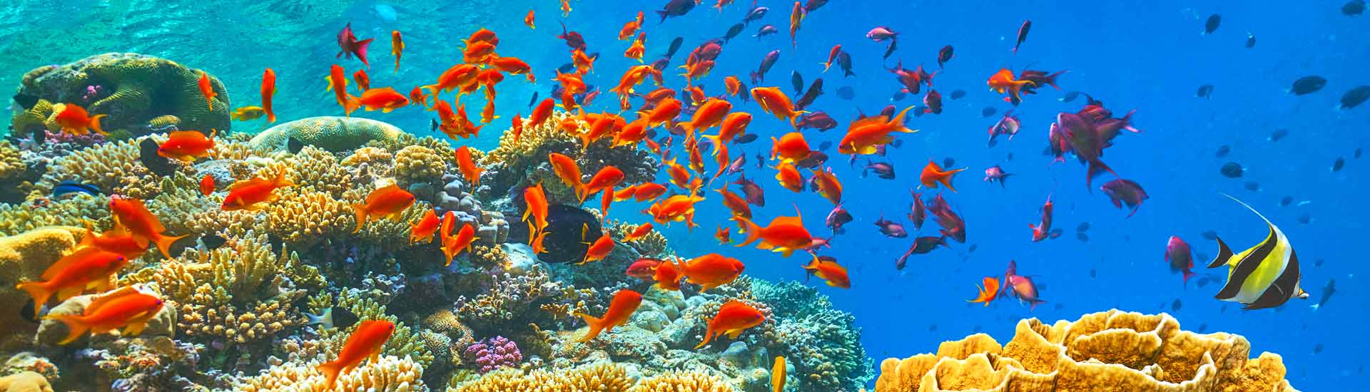 Coral Sea Waterworld | CRA ACEA